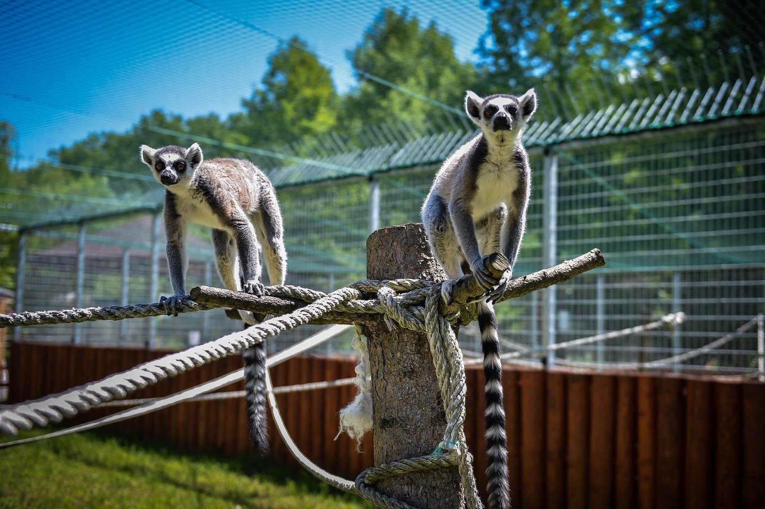 Grădina Zoologică din Sibiu se redeschide de mâine - Sibiu Independent