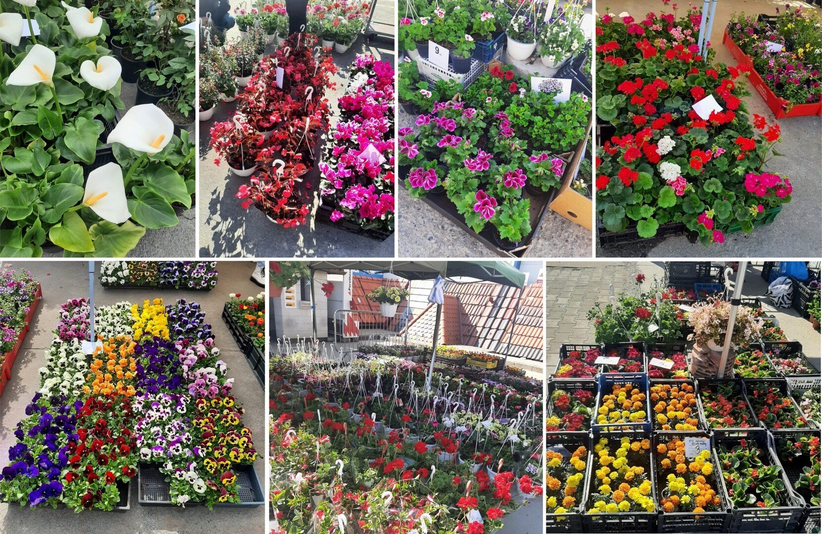 Prima ediție a festivalului „Flori de Florii” - Sibiu Independent