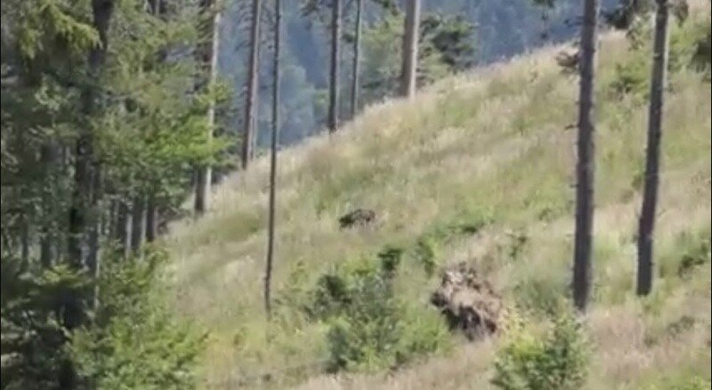 Alți trei pui de zimbru în Munții Făgăraș - Sibiu Independent