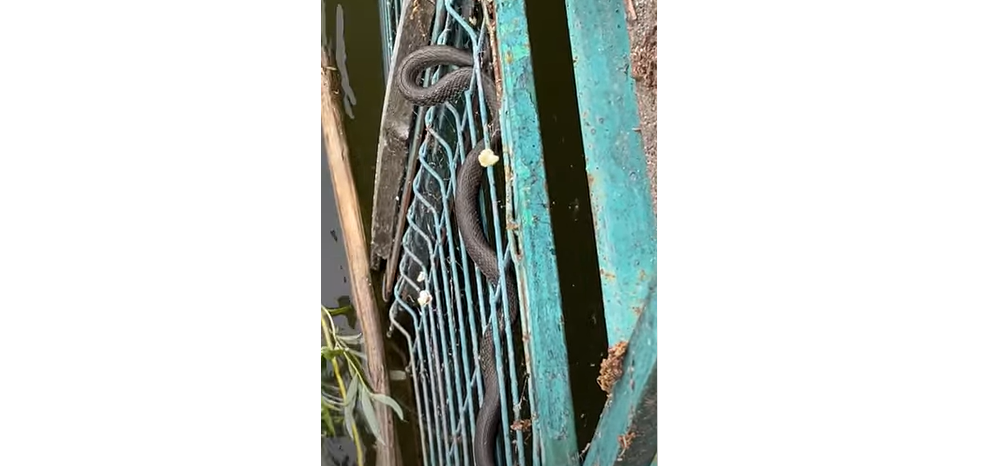 VIDEO: Șarpe de peste 1 metru filmat la Zoo Sibiu... nu în captivitate ...