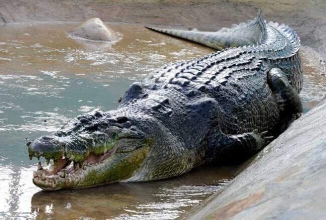 La Zoo Sibiu se află cel mai mare crocodil din România - Sibiu Independent