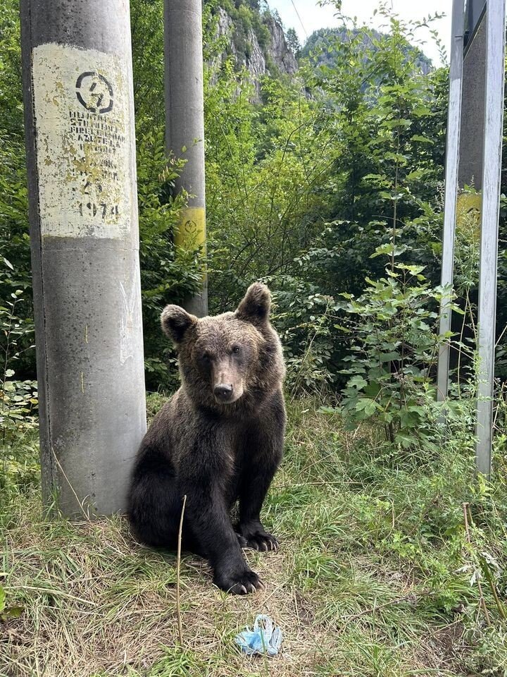 Invazie de urși pe Transfăgărășan - Sibiu Independent