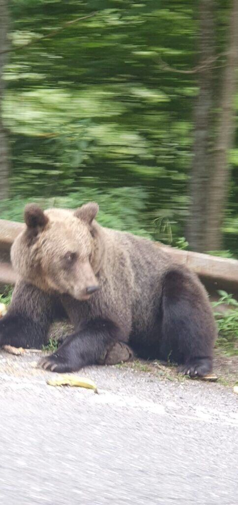 Invazie de urși pe Transfăgărășan - Sibiu Independent