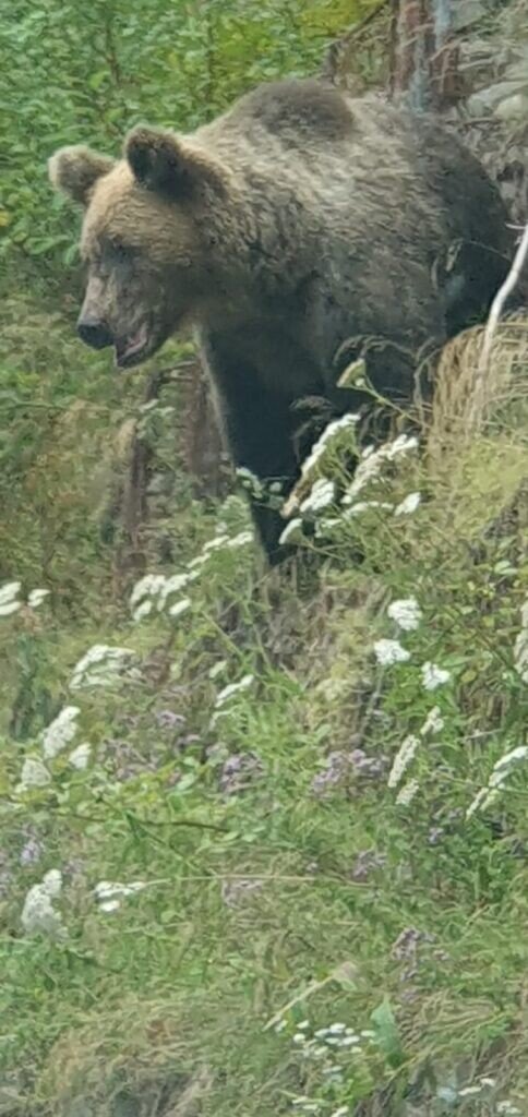 Invazie de urși pe Transfăgărășan - Sibiu Independent