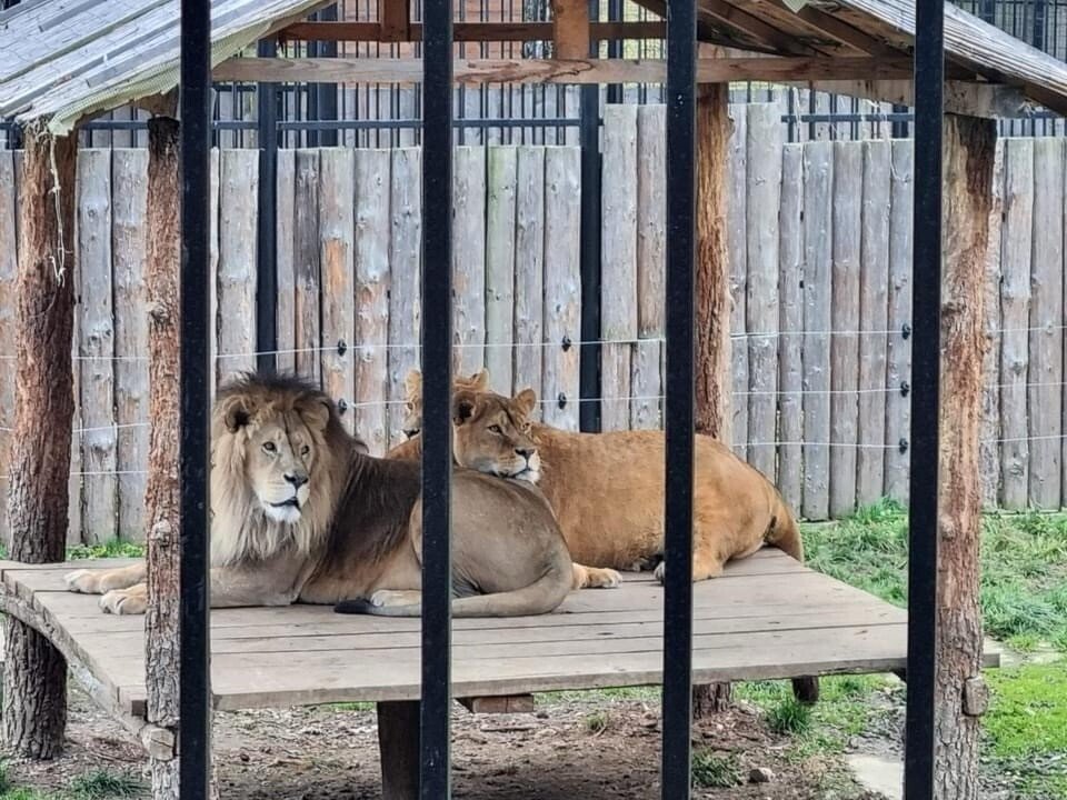 Animalele de la Zoo Sibiu s-au adaptat la temperaturile ridicate din ...