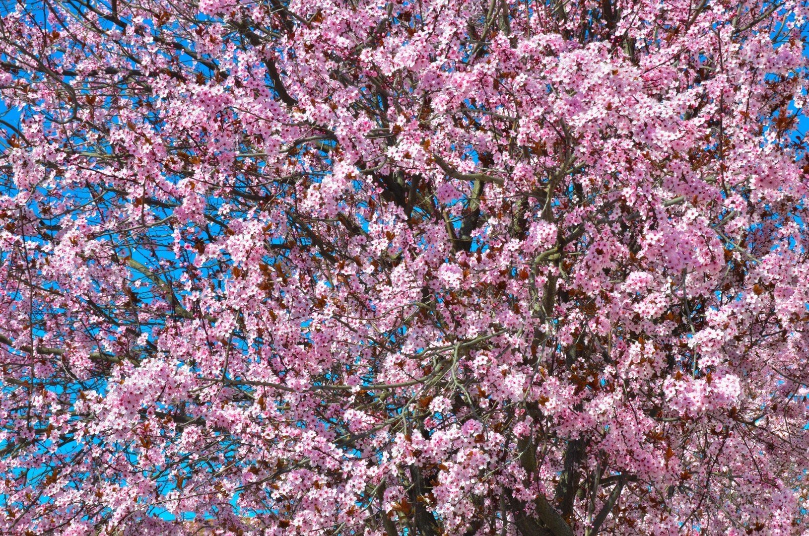 20 martie - Ziua Internaţională a Fericirii - Sibiu Independent