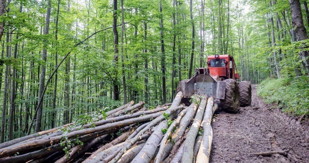 Fals intelectual, tăiere și furt de arbori la Roșia și Brezoi. Un șef ...